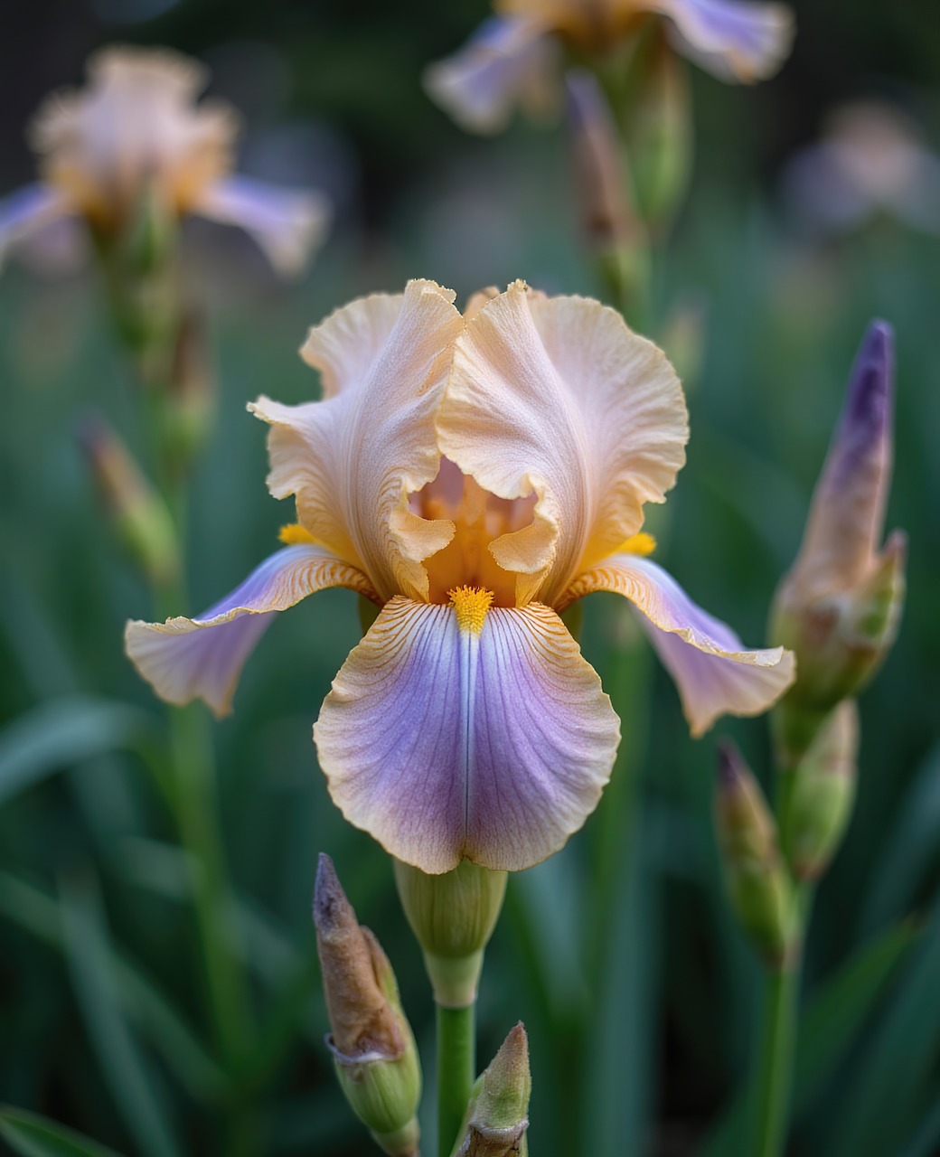 Iris Nature Garden - Free photo on Pixabay