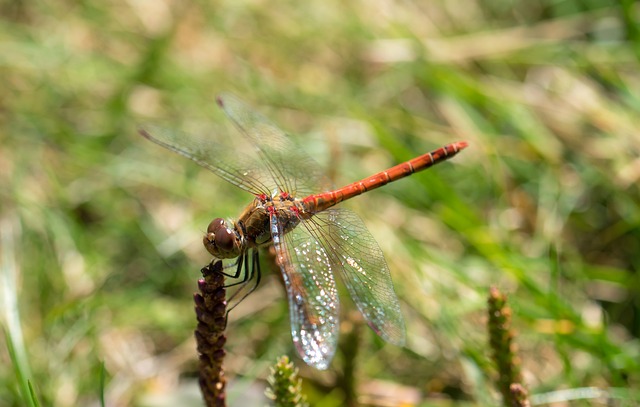 Libellula Insetto Natura - Foto gratis su Pixabay