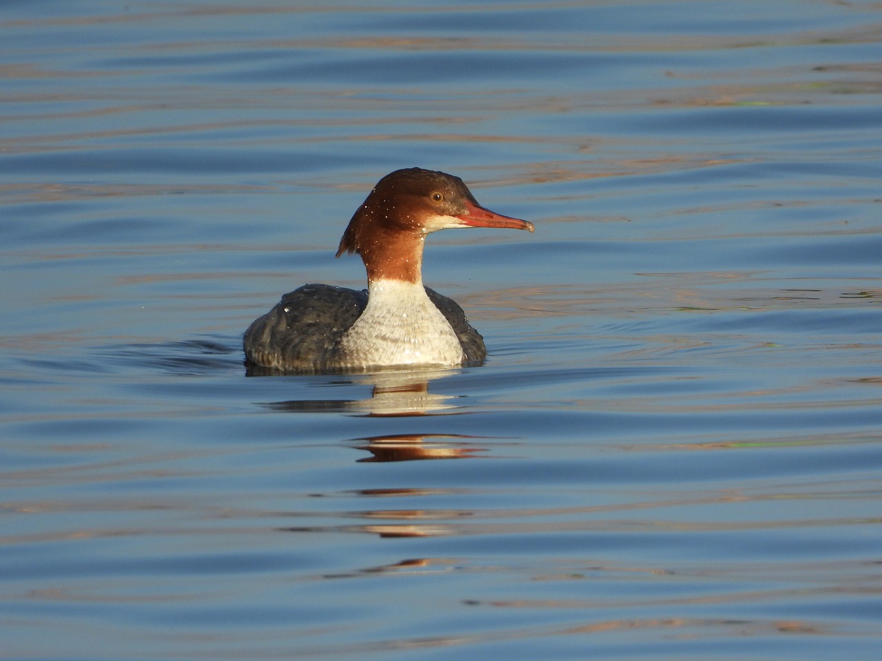 Waterfowl Sawbill Common Merganser - Free photo on Pixabay