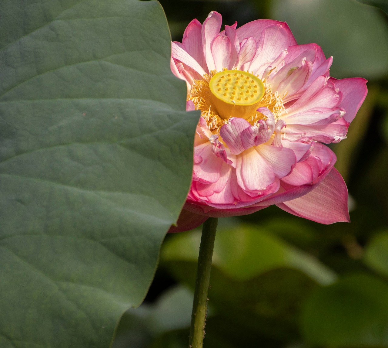 Lotus Flower Pond - Free photo on Pixabay