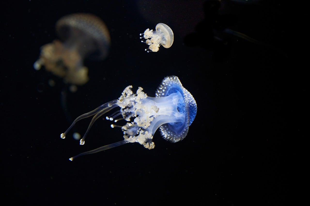 Jellyfish Sea Underwater - Free photo on Pixabay