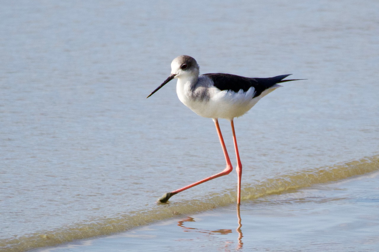 Black-Winged Stilt Natural Bird - Free photo on Pixabay