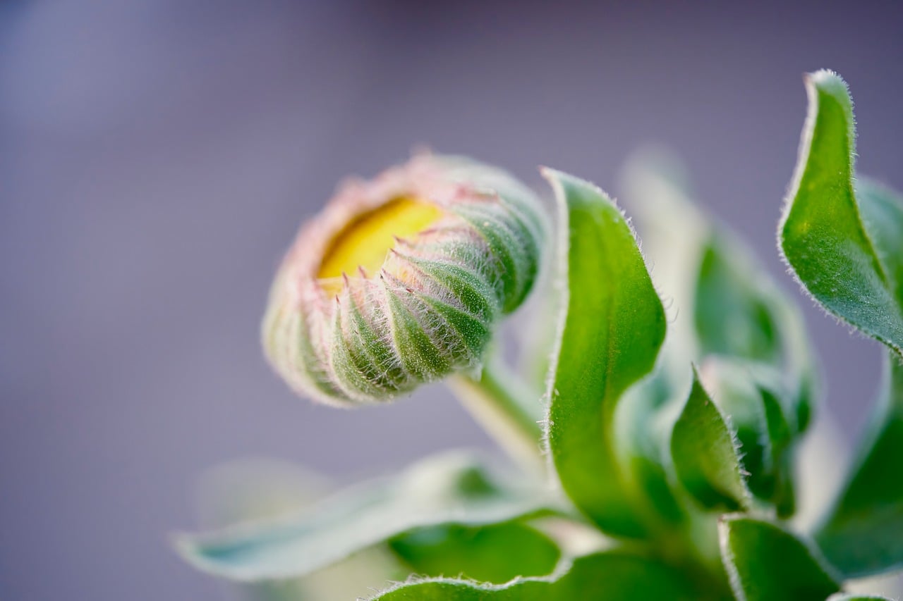Souci Fleur Nature - Photo gratuite sur Pixabay