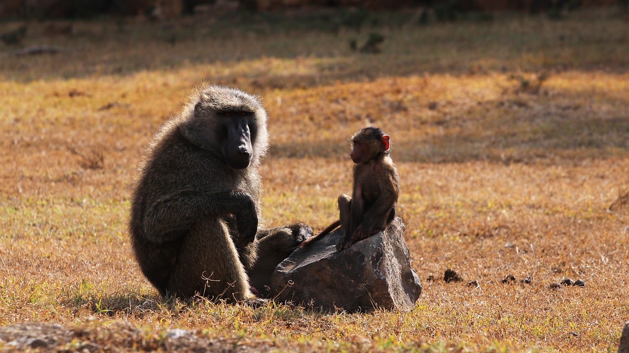 Baboon Nature Animal - Free photo on Pixabay