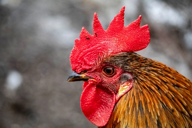 Gallo Cresta Roja Perfil - Foto gratis en Pixabay