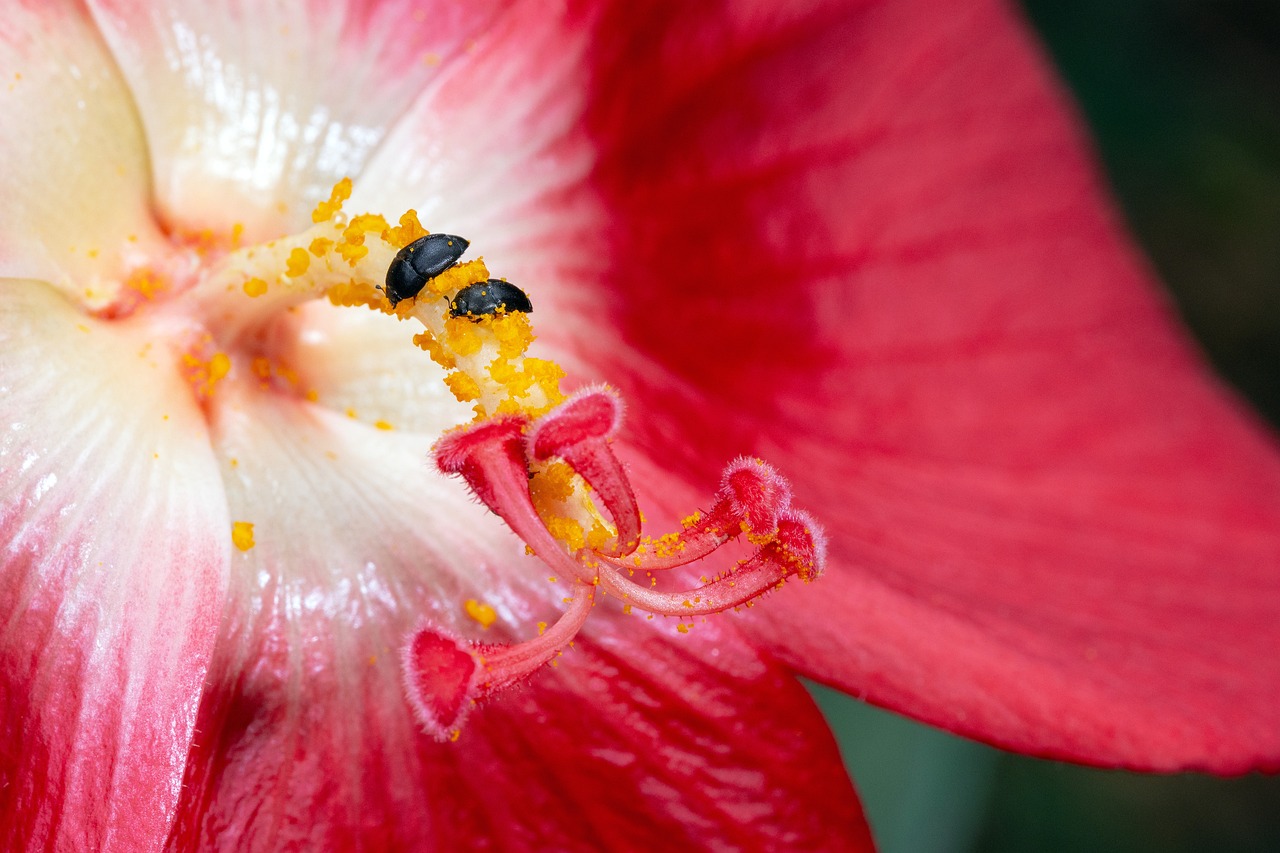 Beetles Insect Nature Macro - Free photo on Pixabay