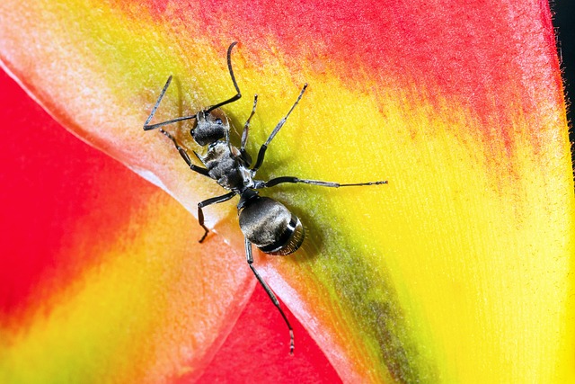 Ant Macro Insect - Free photo on Pixabay