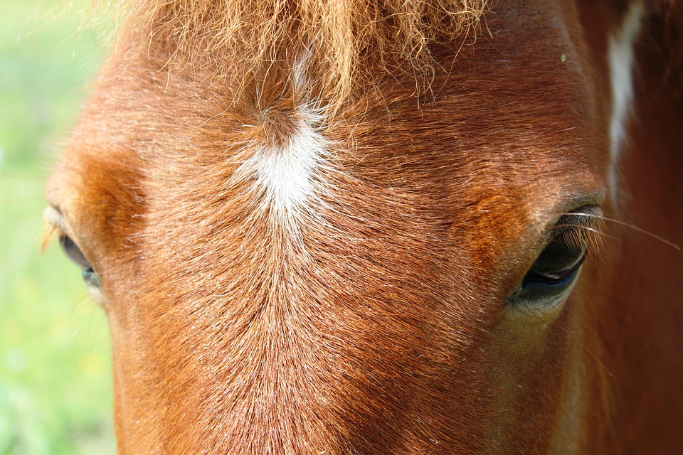 Shetland Pony Animal - Free photo on Pixabay