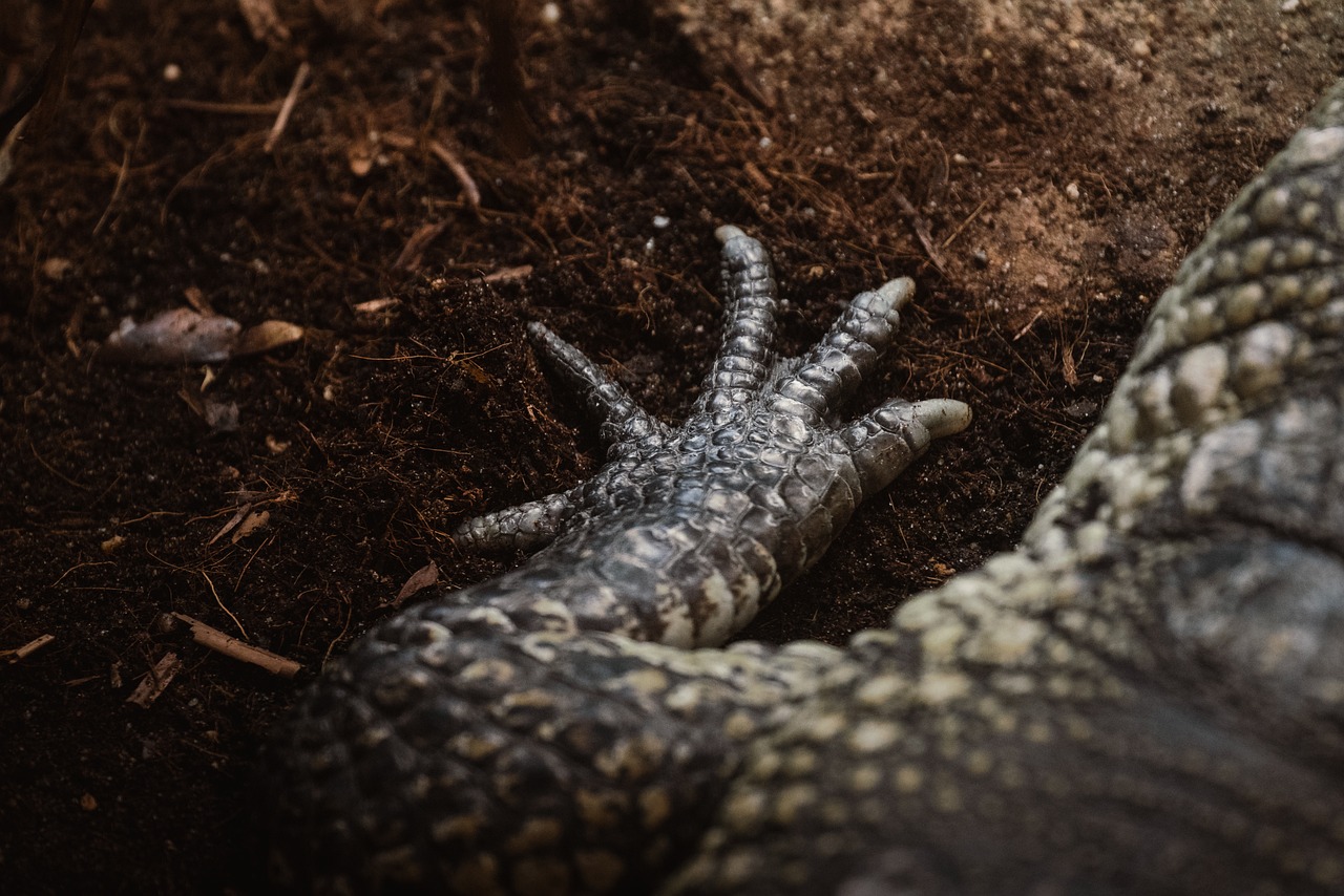Reptile Claw Close-Up - Free photo on Pixabay