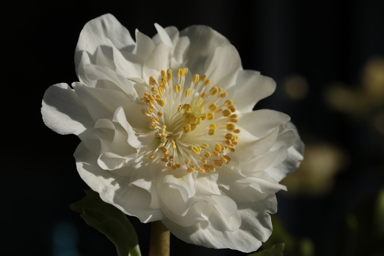 Double Christmas Rose Hellebore - Free photo on Pixabay