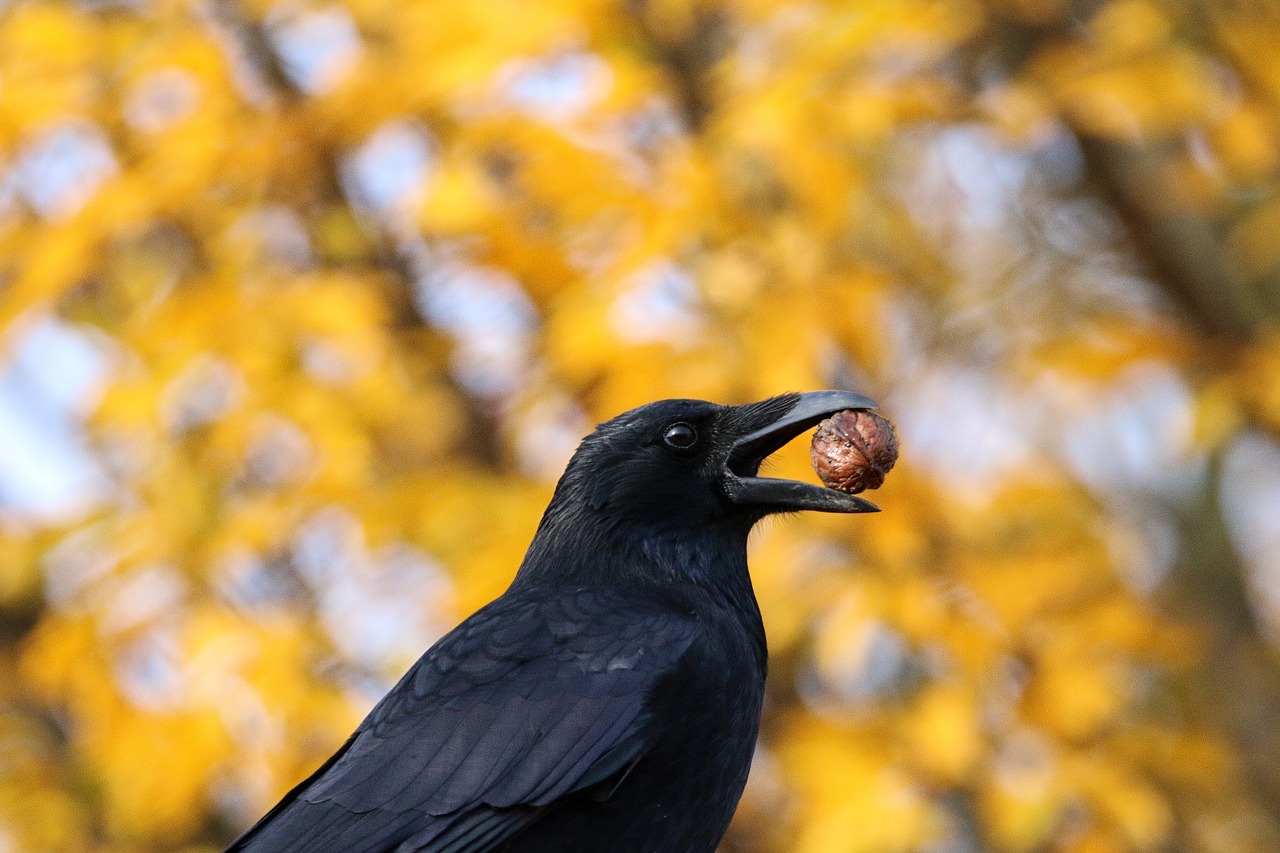 Crow Bird Autumn - Free photo on Pixabay