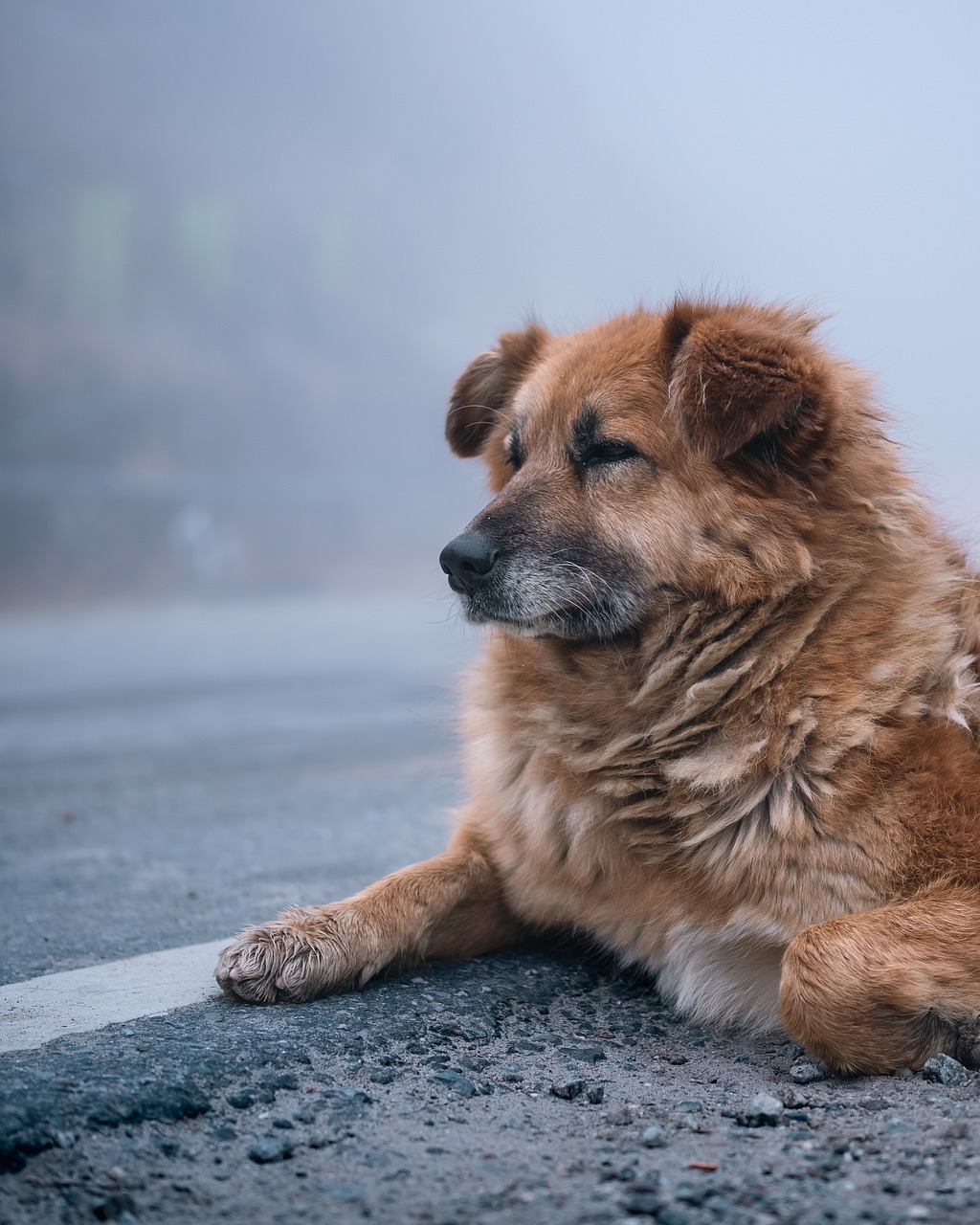 Dog Fog Foggy - Free photo on Pixabay