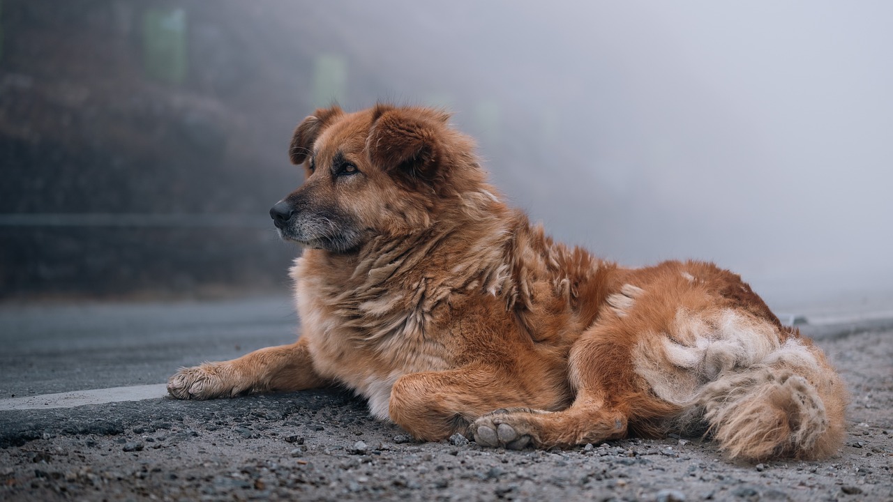 Dog Fog Foggy - Free photo on Pixabay