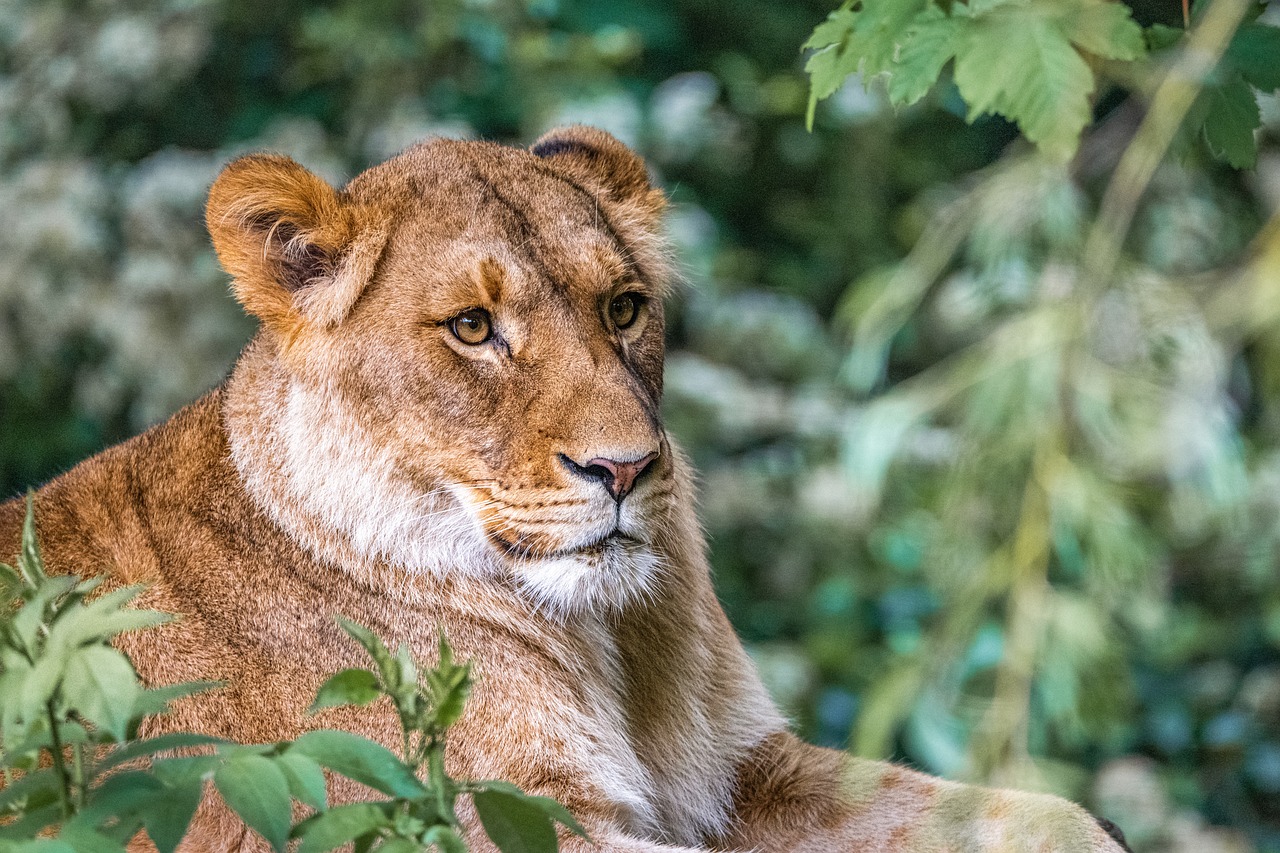Animal Only Fauna - Free photo on Pixabay