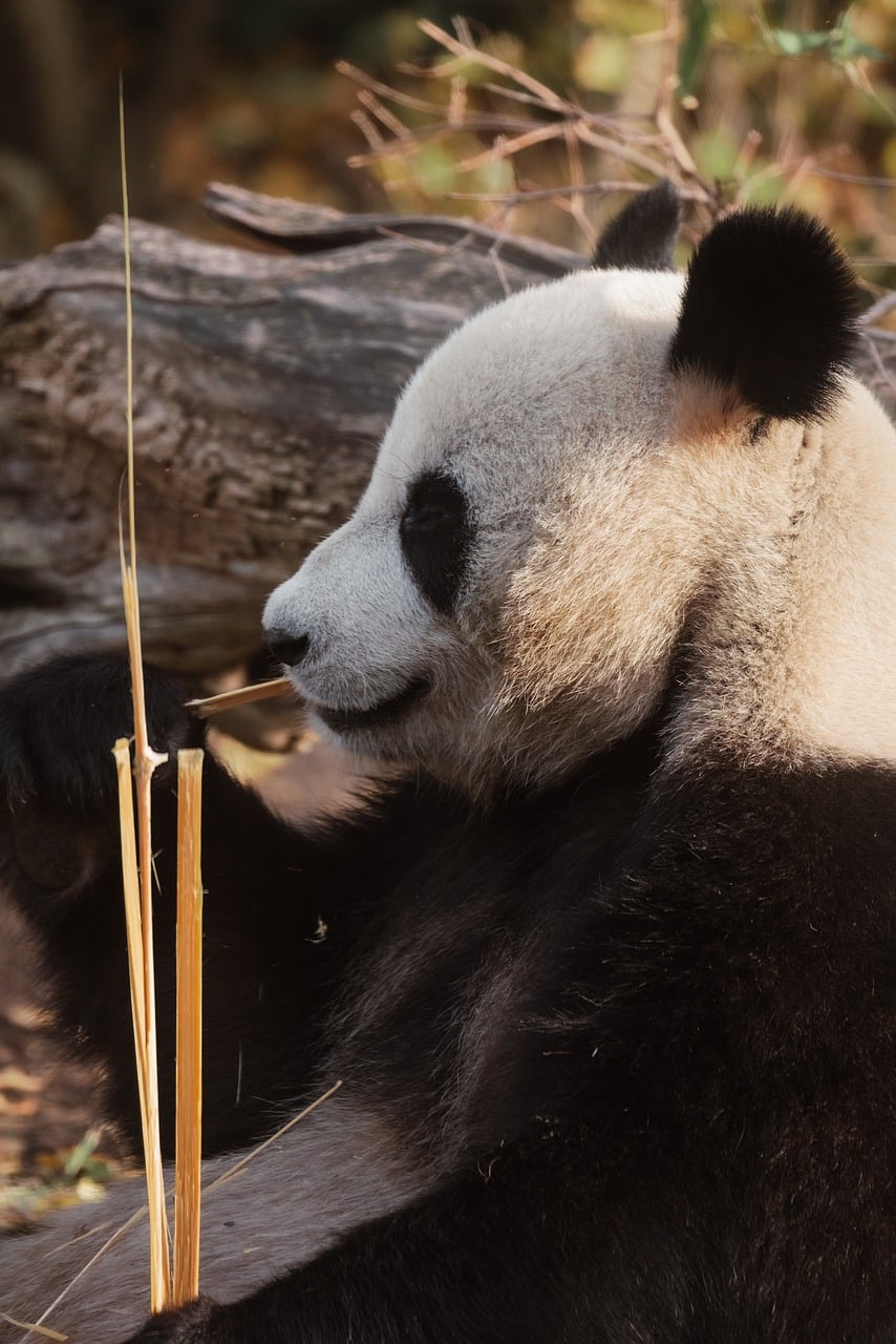 20,000+ Free Cute Panda & Red Panda Images - Pixabay