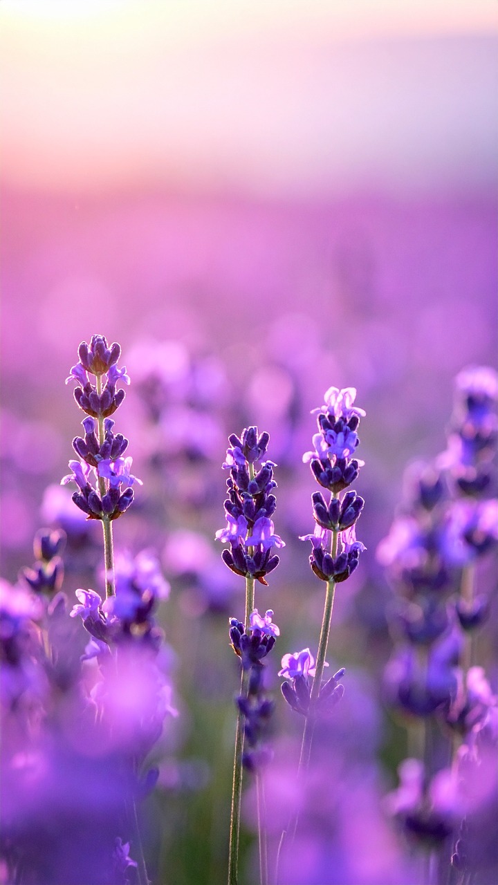 Lavender Bloom Floral - Free photo on Pixabay