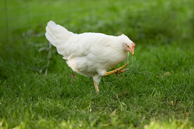 Chicken Them Poultry - Free photo on Pixabay