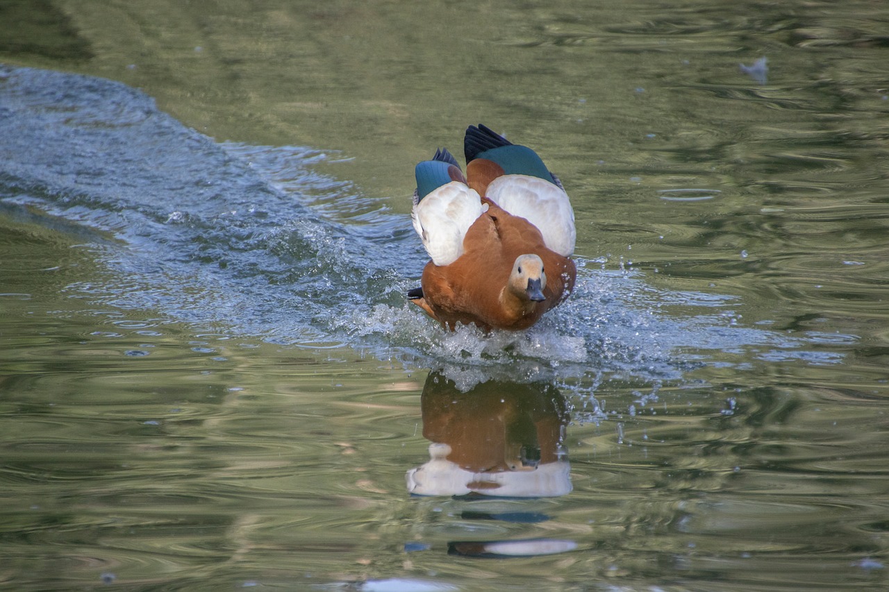 Duck Waterbird Waterfowl - Free photo on Pixabay