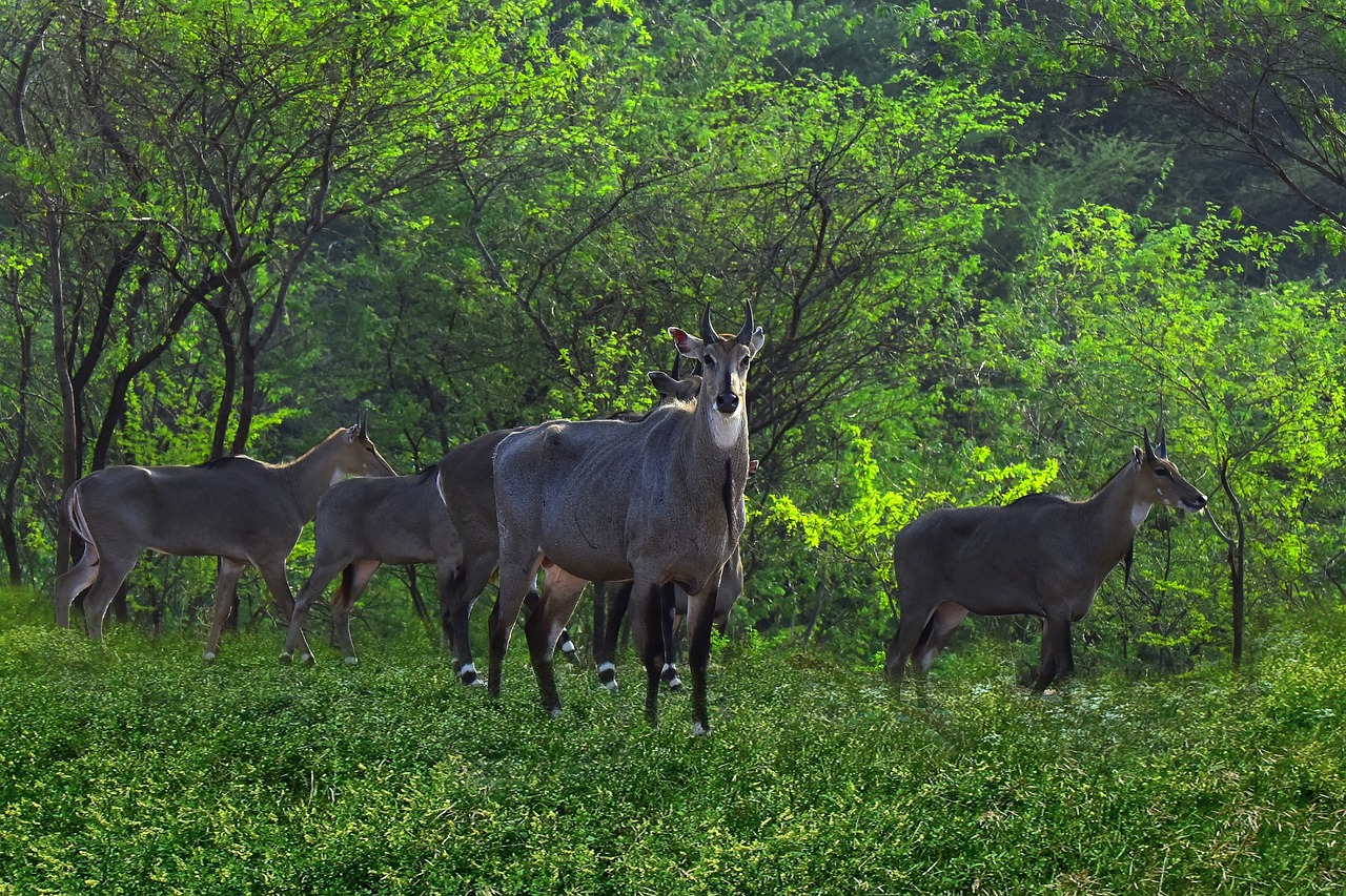Impala Gai Cow - Free photo on Pixabay