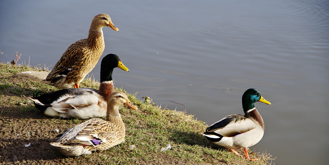 Patos Naturaleza Animales - Foto gratis en Pixabay