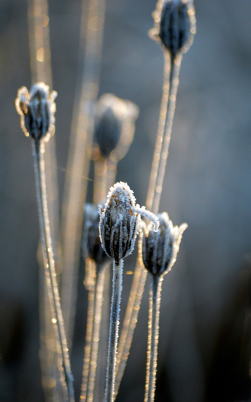 Blossoms Faded Plants - Free photo on Pixabay