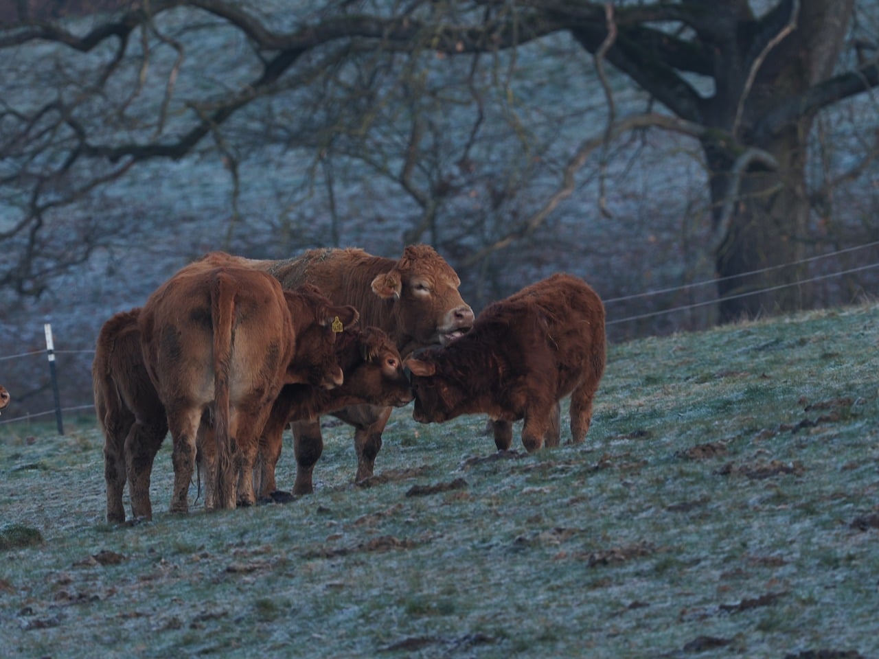Vaches Veau Herbe - Photo gratuite sur Pixabay