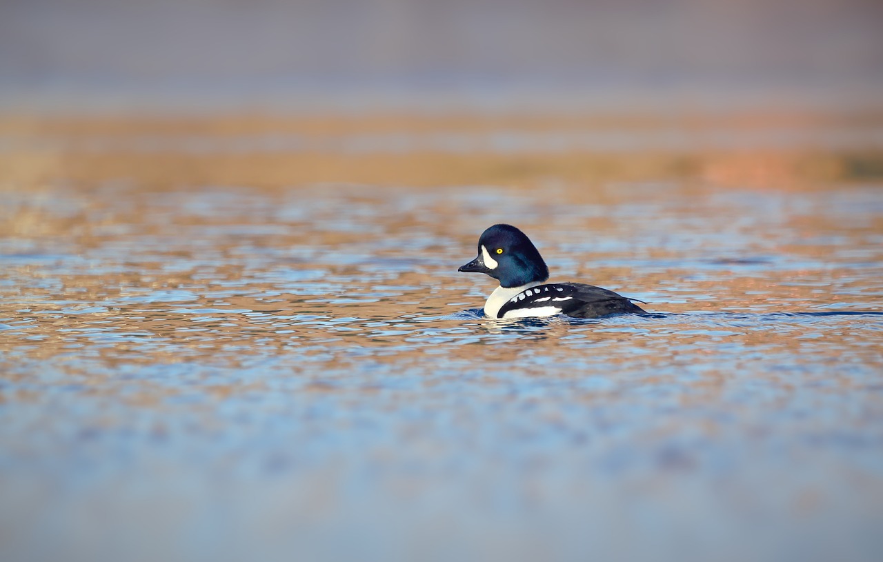 Barrow'S Goldeneye Duck Bird - Free photo on Pixabay