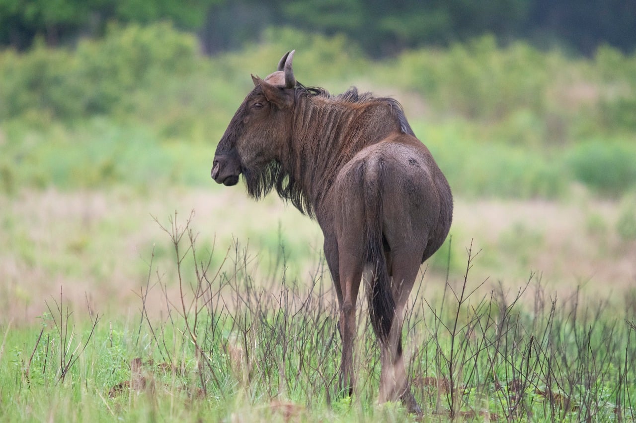 Gnu Nature Animal - Free photo on Pixabay