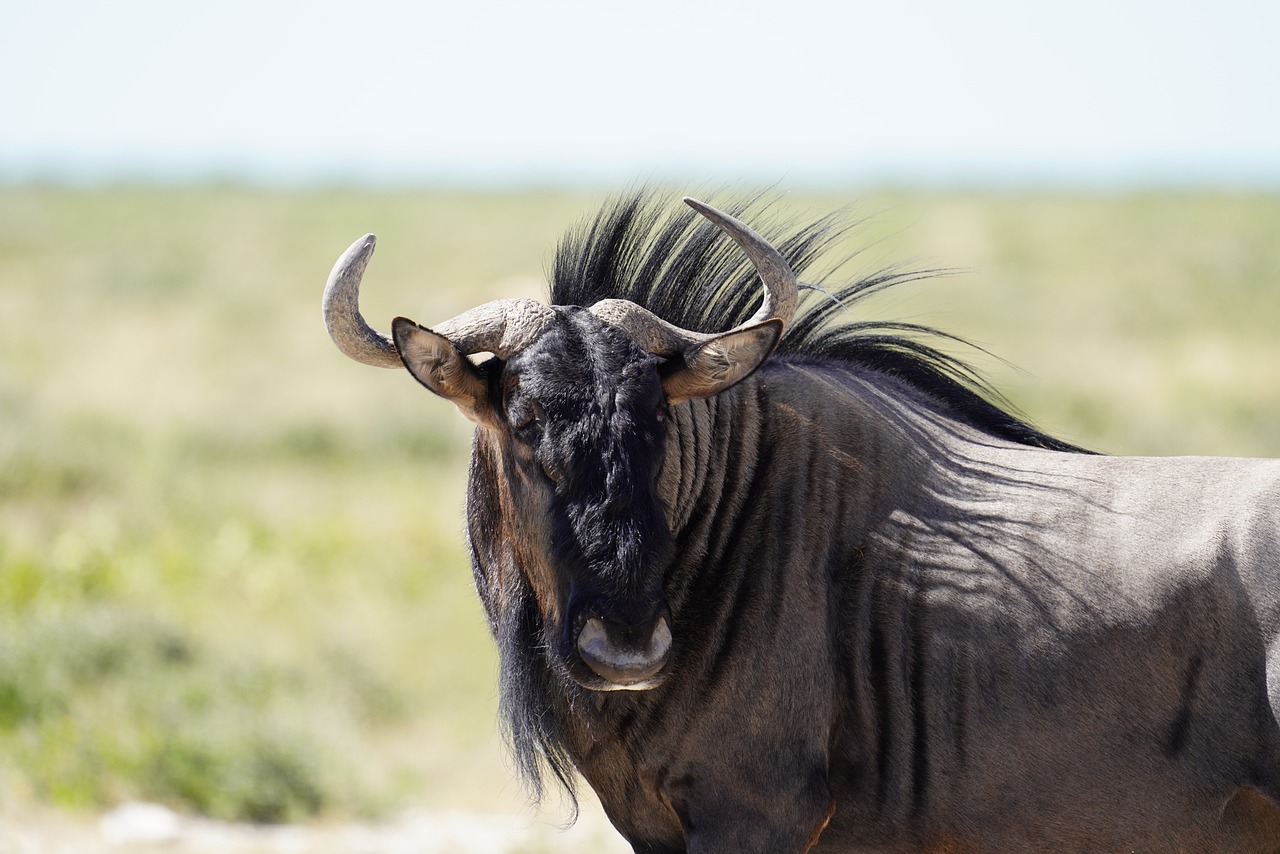 Gnu Blue Wildebeest African - Free photo on Pixabay