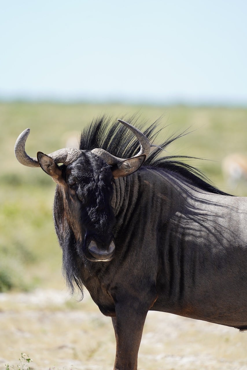 Gnu Blue Wildebeest African - Free photo on Pixabay