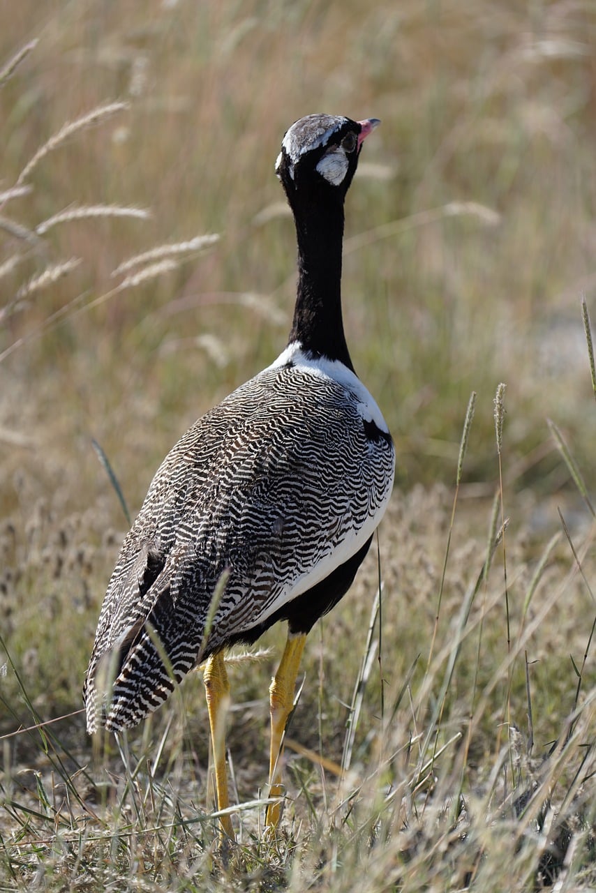 White-Winged Bustard Bird - Free photo on Pixabay