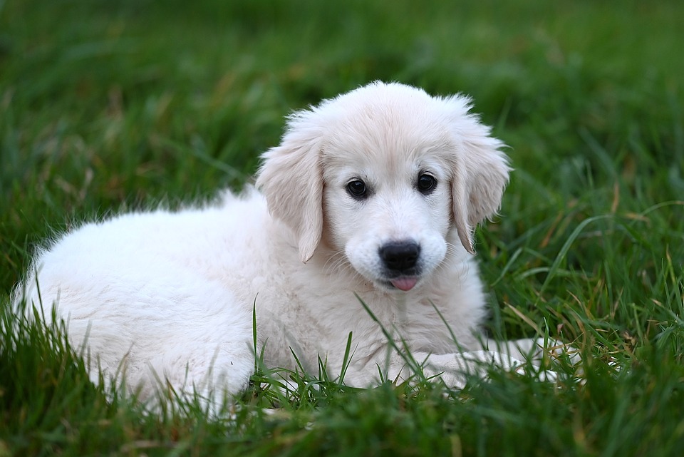 Golden Retriever Puppy Awana Dog - Free photo on Pixabay