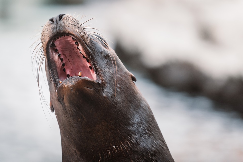 Lion De Mer Bouche Ouverte Faune - Photo gratuite sur Pixabay