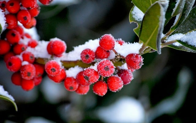 Hulst Ilex Rode Bessen - Gratis foto op Pixabay
