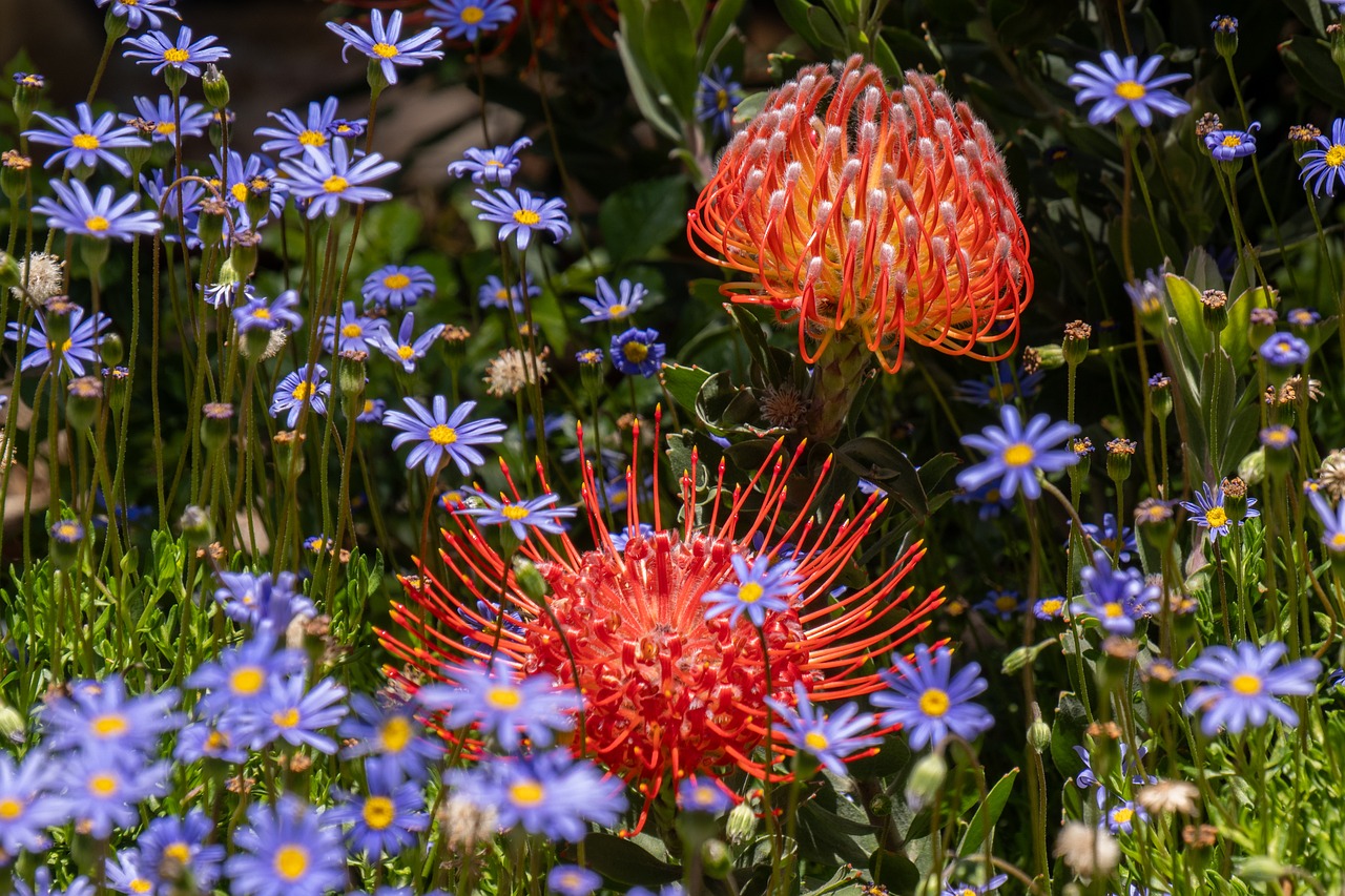 Protea Flower Blossom - Free photo on Pixabay
