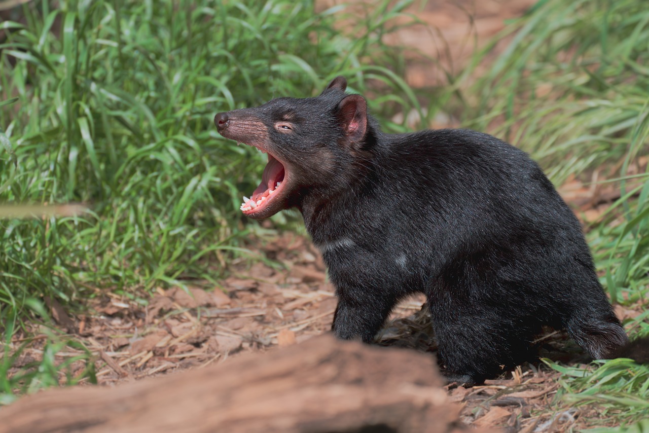 2,000+ Free Tasmanian Devil & Devil Images - Pixabay