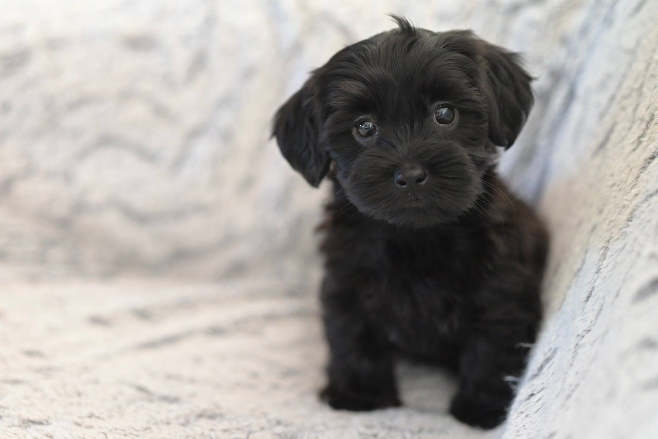 Bichon Havanais Alphie Animal De - Photo gratuite sur Pixabay