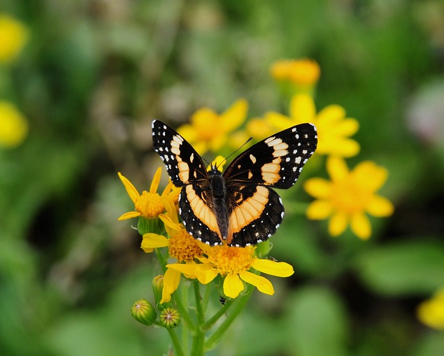 Butterfly Nature Insect - Free photo on Pixabay