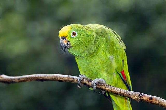 Parrot Yellow-Crowned Amazon - Free photo on Pixabay