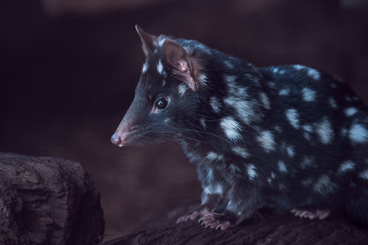 Marten Eastern Quoll Spotted - Free photo on Pixabay