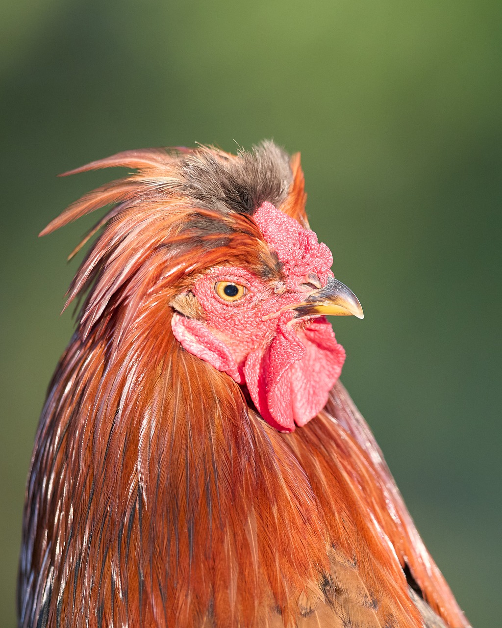 Haan Chicken Bird - Free photo on Pixabay
