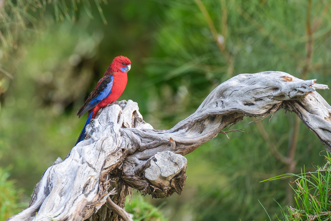 Parakeet Pennant'S - Free photo on Pixabay