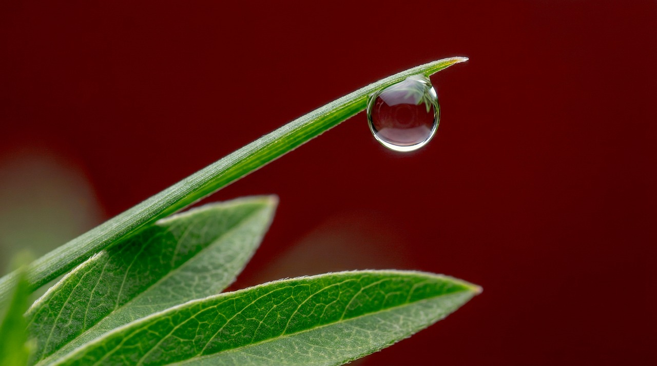 Download Dewdrop, Water, Drop. Royalty-Free Stock Illustration Image ...