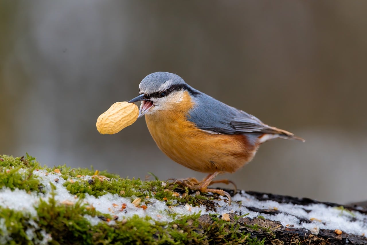Birdwatching Outdoors Eurasian - Free photo on Pixabay