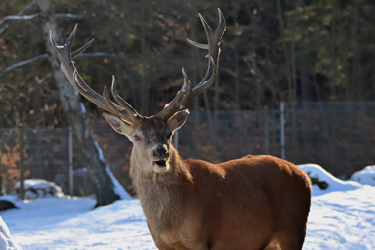Cerf Hiver Neige - Photo gratuite sur Pixabay
