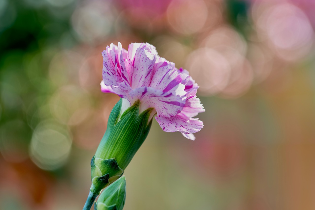 Carnation Bloom Flower - Free photo on Pixabay