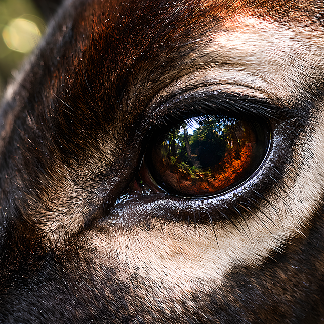 Download Animal, Eye, Close Up. Royalty-Free Stock Illustration Image ...