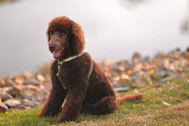 Royal Poodle Aurelio Large - Free photo on Pixabay