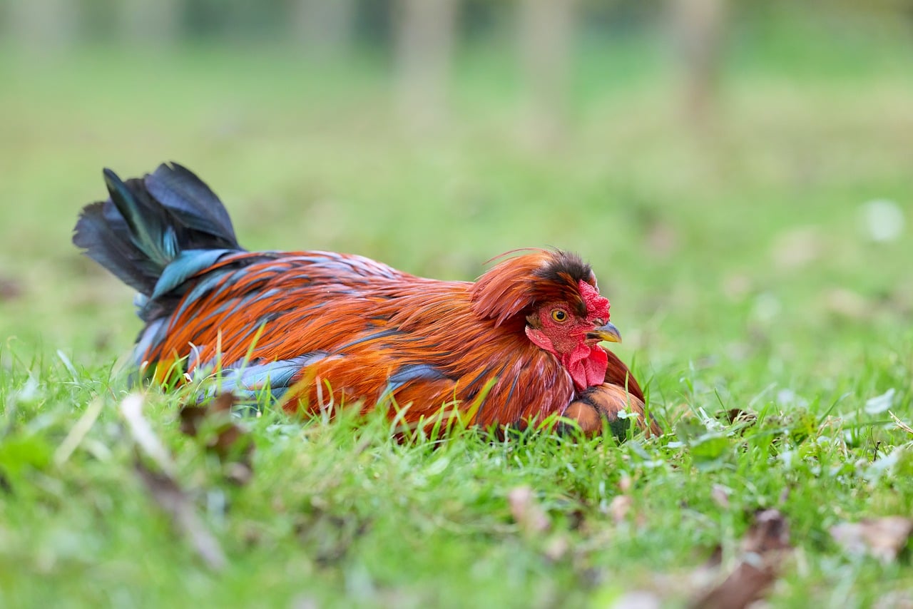 Haan Chicken Bird - Free photo on Pixabay