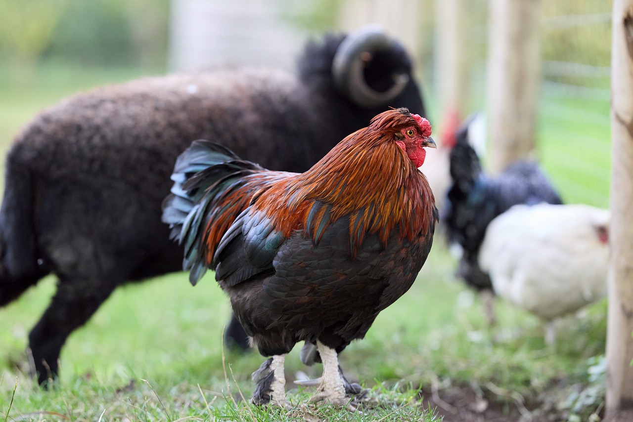 Haan Chicken Poultry - Free photo on Pixabay